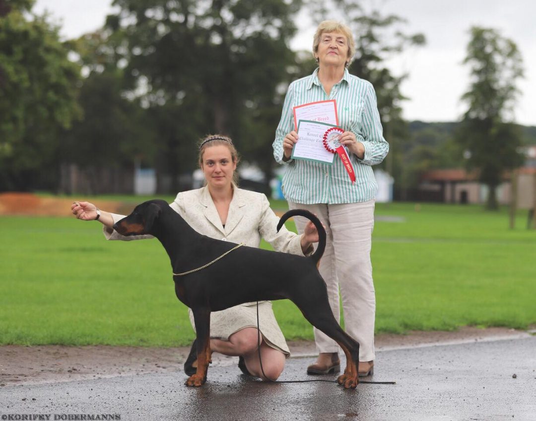 The Dobermann Society of Great Britain | Home of Great Britain's ...