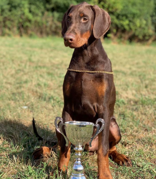 The Dobermann Society of Great Britain | Home of Great Britain's ...