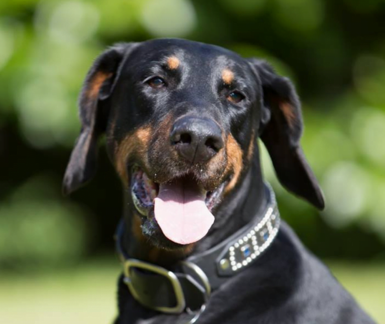 Health | The Dobermann Society of Great Britain